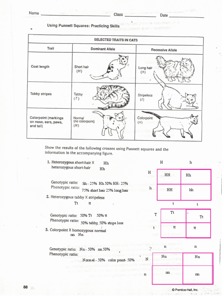 Kami Export - Cat - Punnett - Square | PDF | Cats | Mammal Genetics