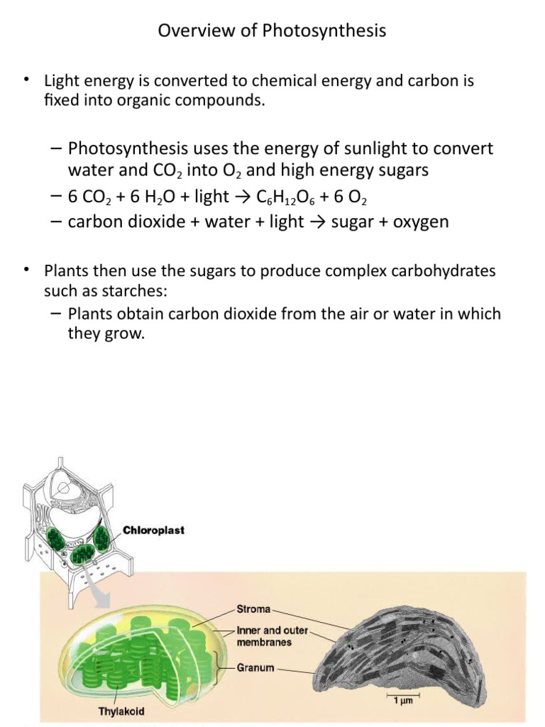Overview of Photosynthesis | PDF | Photosynthesis | Chlorophyll