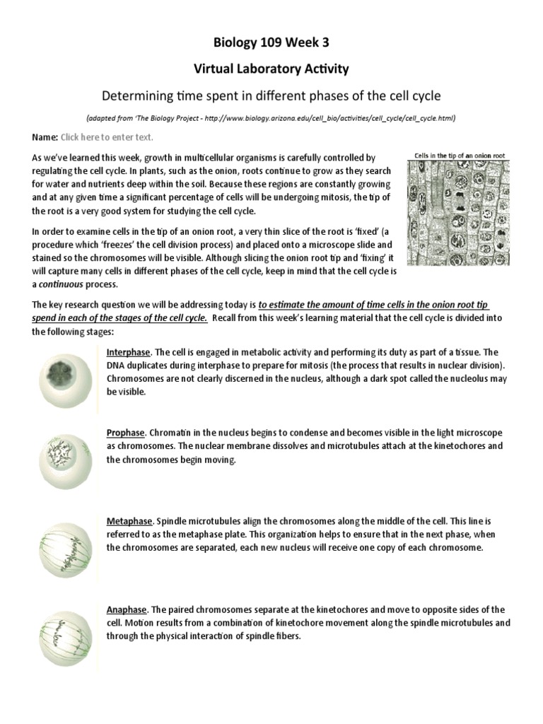 Onion Root Tip Mitosis Analysis Lab | PDF | Mitosis | Chromosome