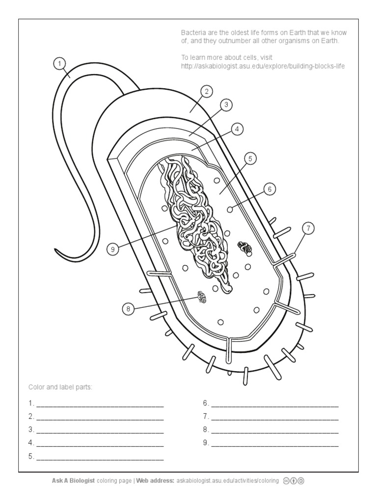 Aab Bacterial Cell Worksheet | PDF
