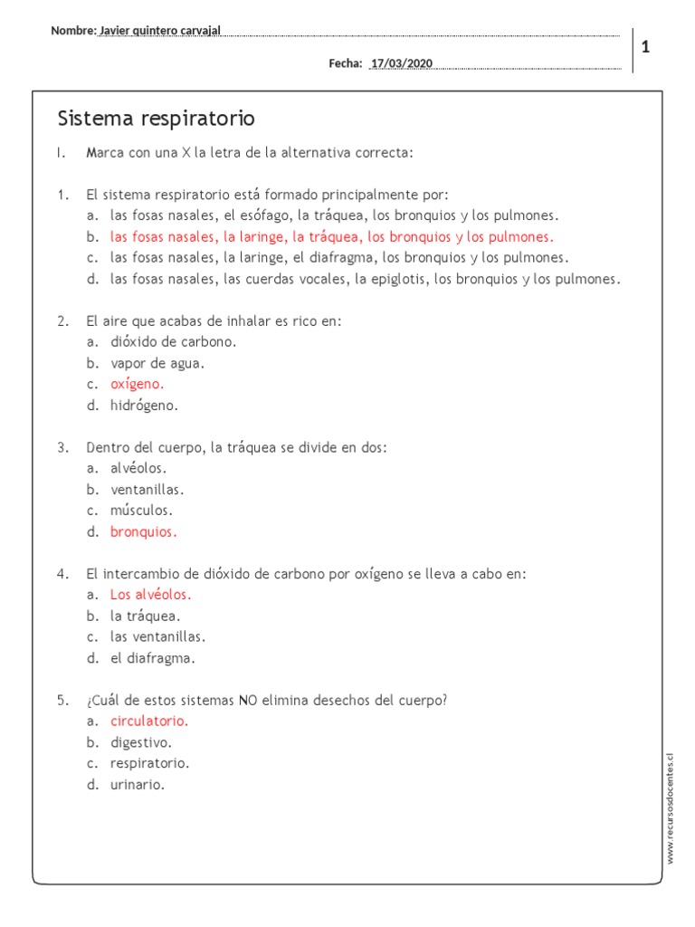 Evaluación del Sistema Respiratorio 5º Básico | PDF | Pulmón | Sistema ...