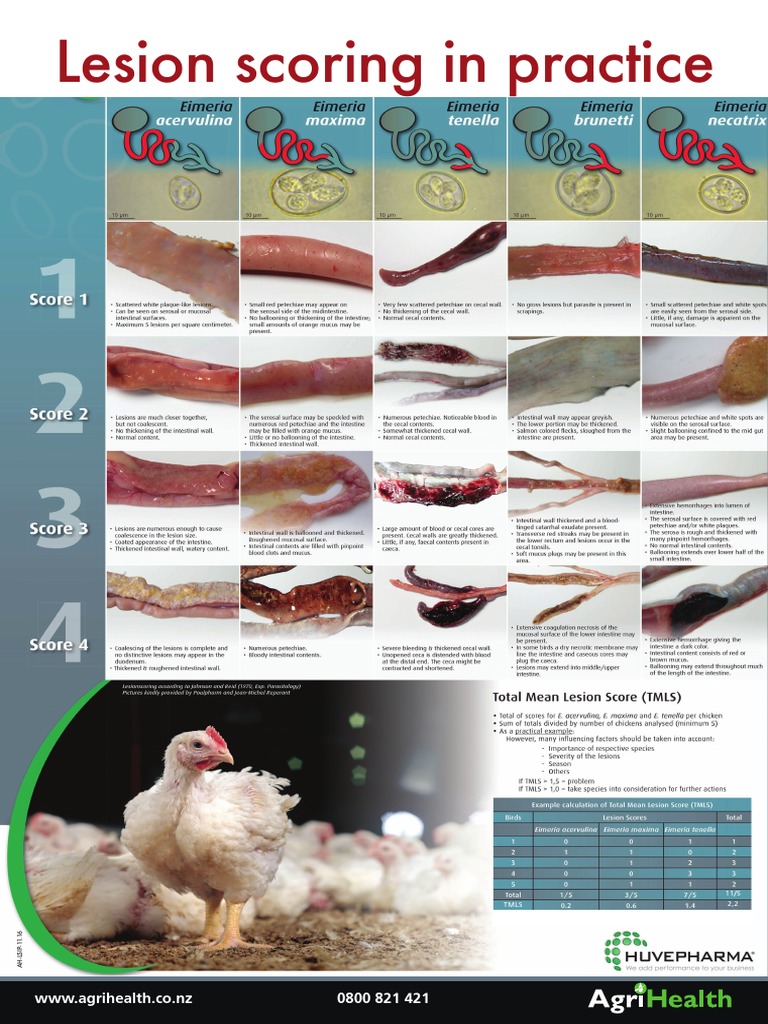 Lesion Scoring in Practice: 0800 821 421 WWW - Agrihealth.co - NZ | PDF ...
