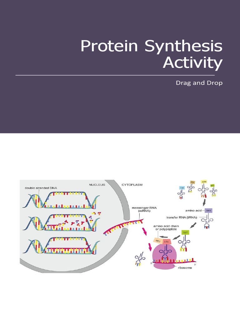 Protein Synthesis Drag & Drop Activity 2021 | PDF | Translation ...