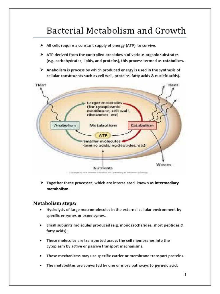 Bacterial Metabolism 2019 | PDF | Metabolism | Adenosine Triphosphate