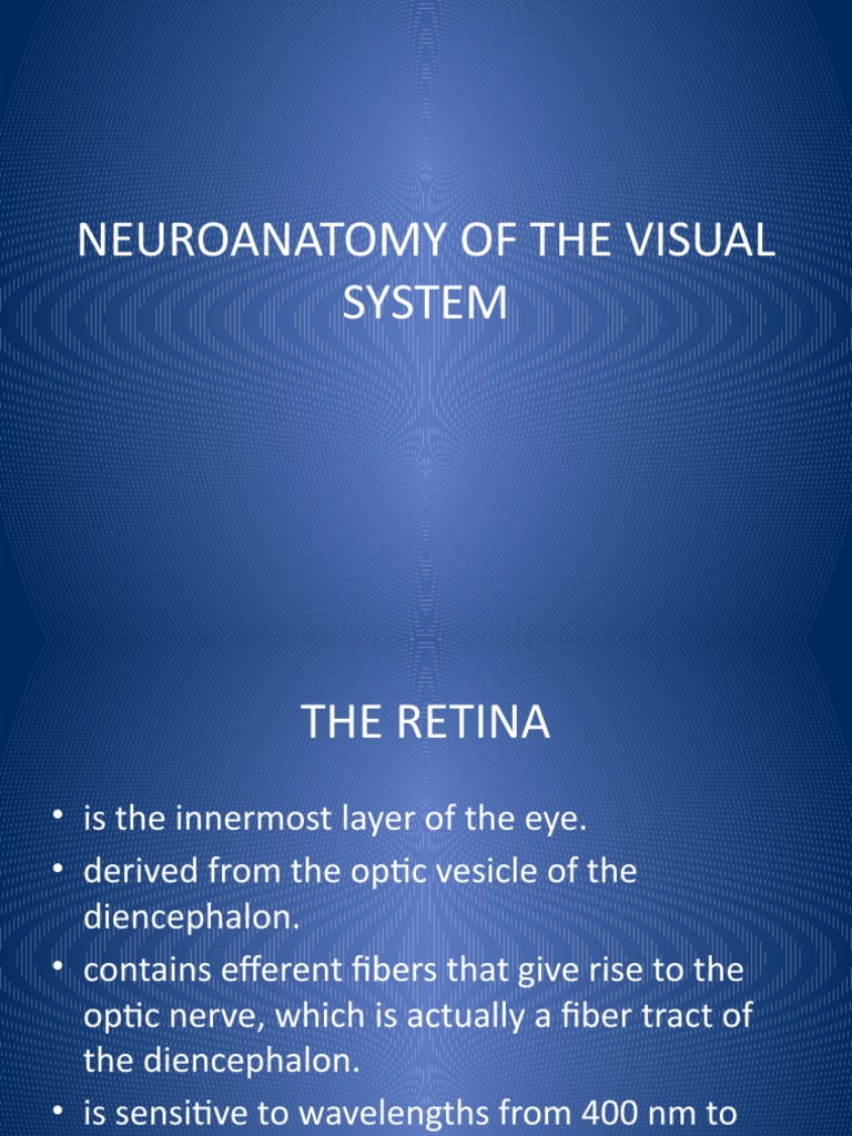 Neuroanatomy of The Visual System | PDF | Retina | Visual System