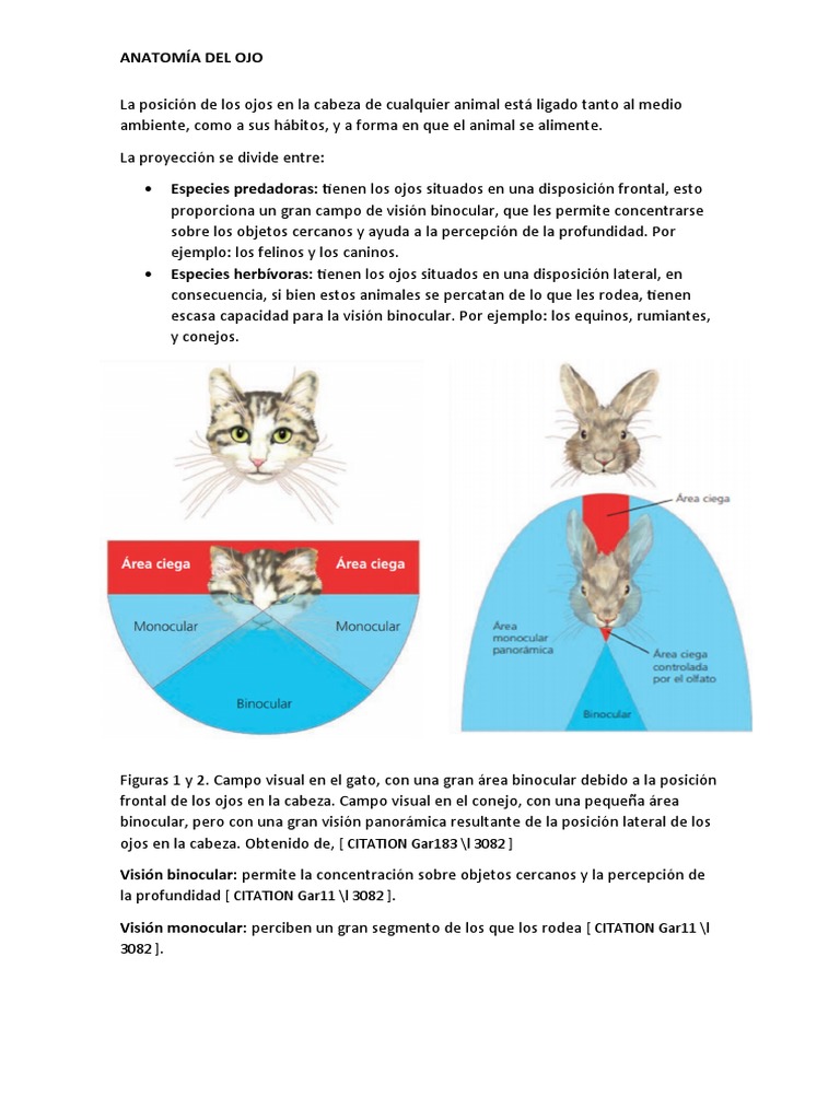 Anatomía Del Ojo, Medicina Veterinaria | PDF | Ojo humano | Ojo