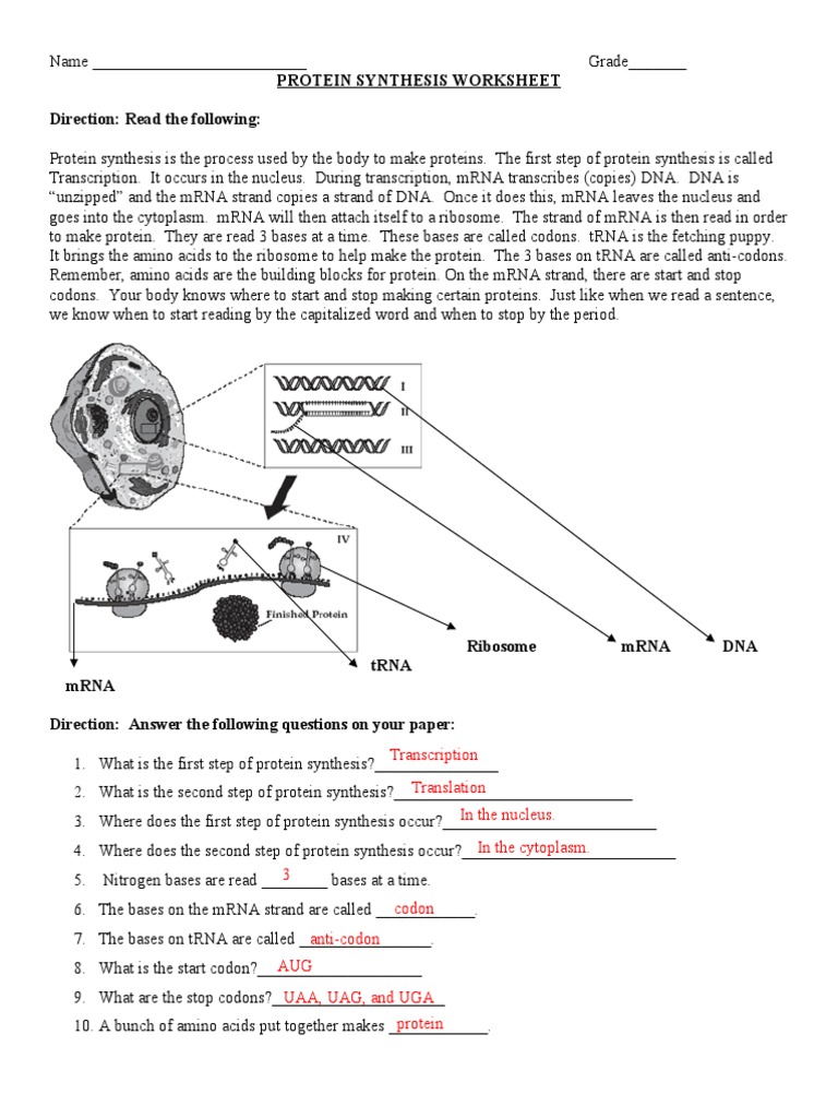 Protein Synthesis Worksheet | PDF | Translation (Biology) | Messenger Rna