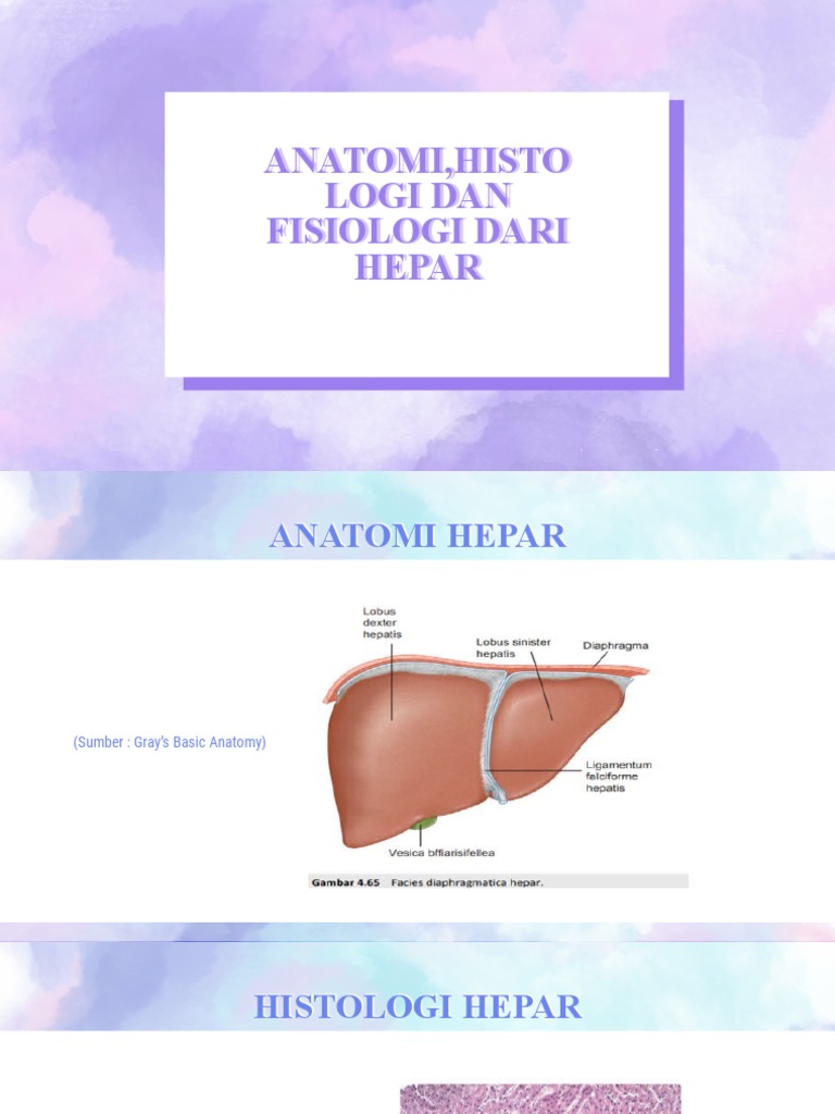 Anatomi, Histo Logi Dan Fisiologi Dari Hepar Anatomi, Histo Logi Dan ...