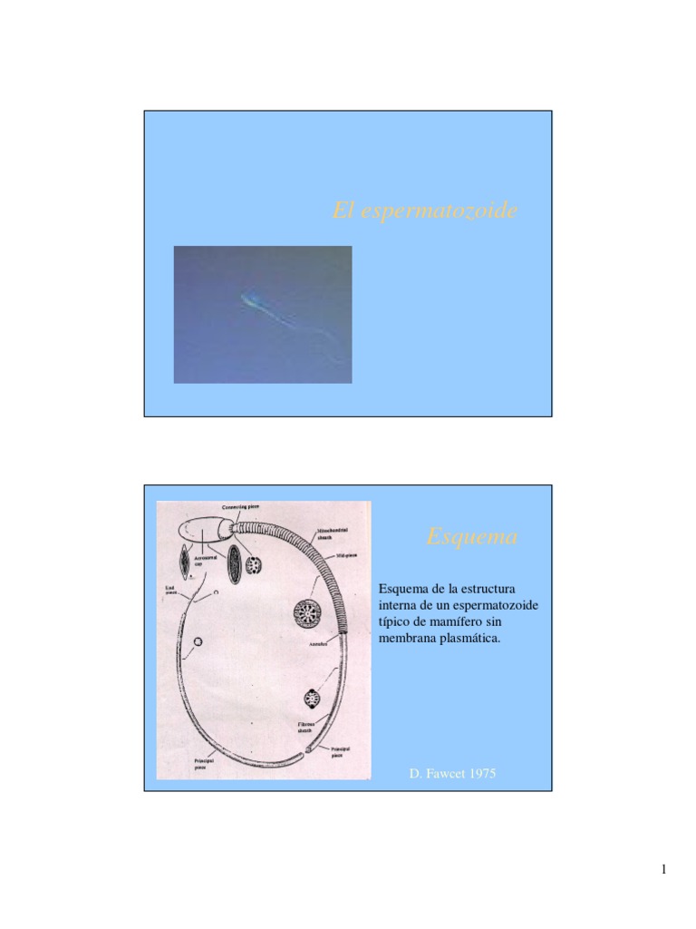 Estructura y morfología del espermatozoide | PDF | Zoología | Biología ...