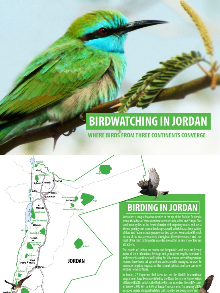 Birdwatching in Jordan: Where Birds From Three Continents Converge ...