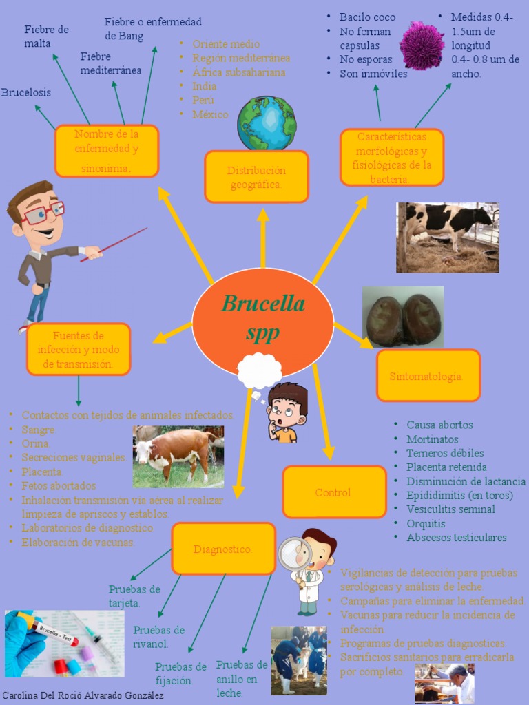 Infografia de La Brucella SPP | PDF | Epidemiología | Medicina CLINICA
