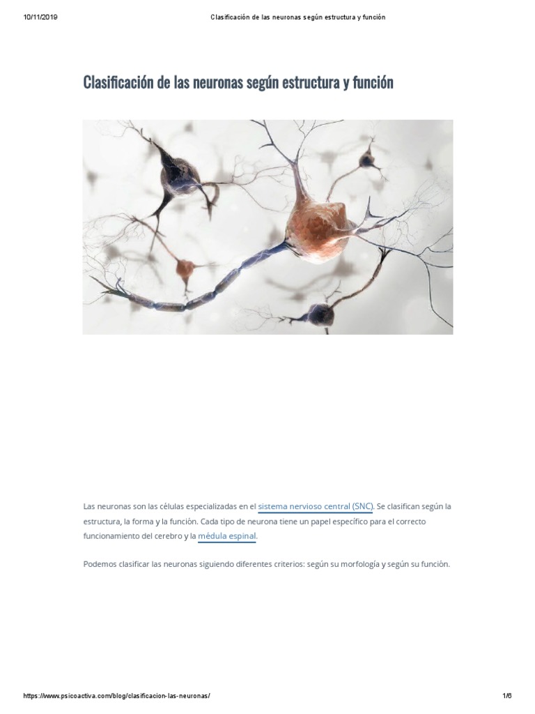 Clasificación de Las Neuronas Según Estructura y Función | PDF ...