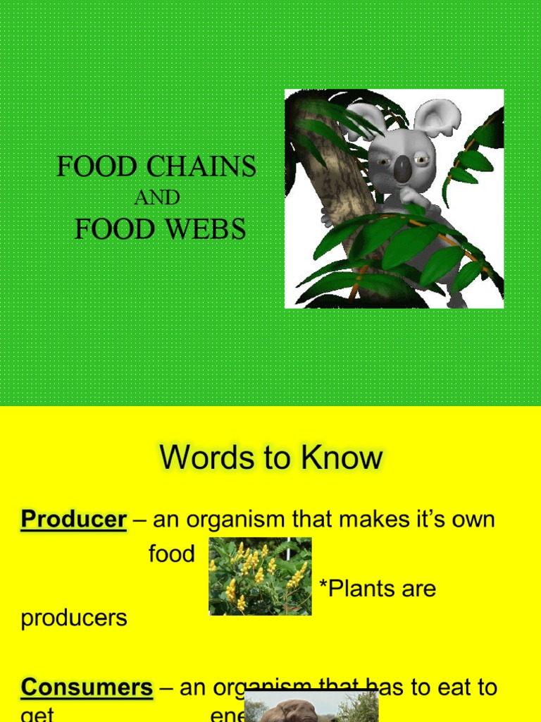 Food Chains and Webs Powerpoint | PDF