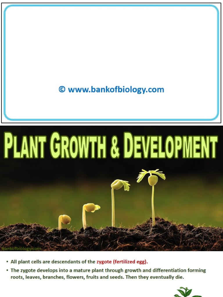 15 Plant Growth N Development | PDF