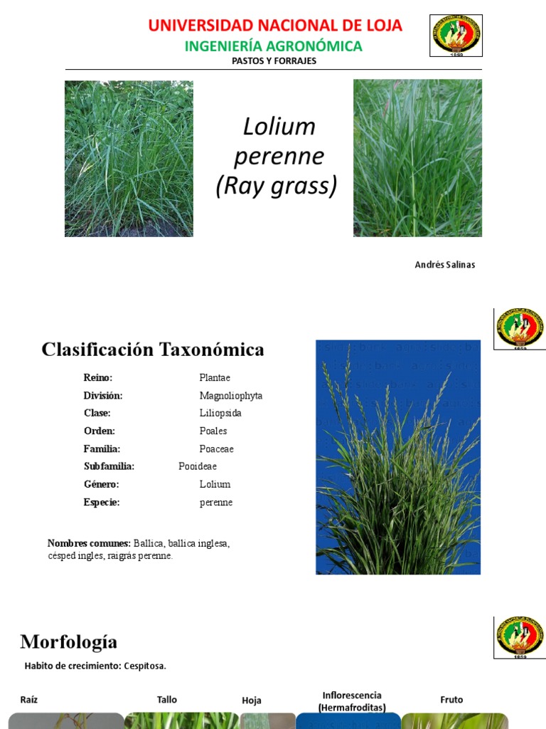 Rey Grass Perenne | PDF | Césped | Biología