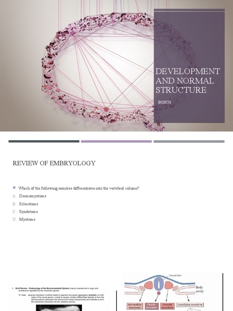 Development and Normal Structure | PDF | Osteoblast | Bone