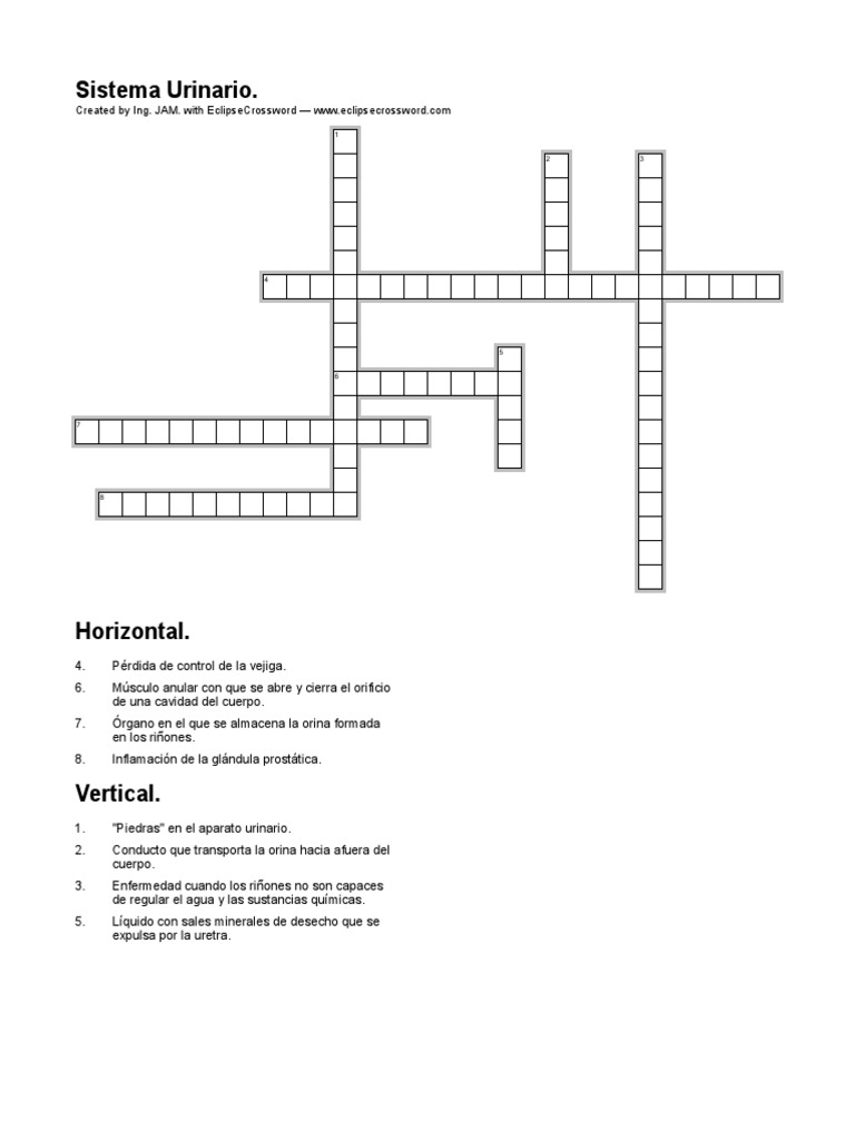 Crucigrama Sistema Urinario | PDF