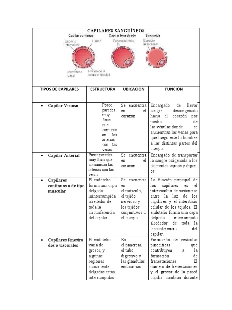 Capilares Sanguíneos | PDF | Capilar | Fisiología