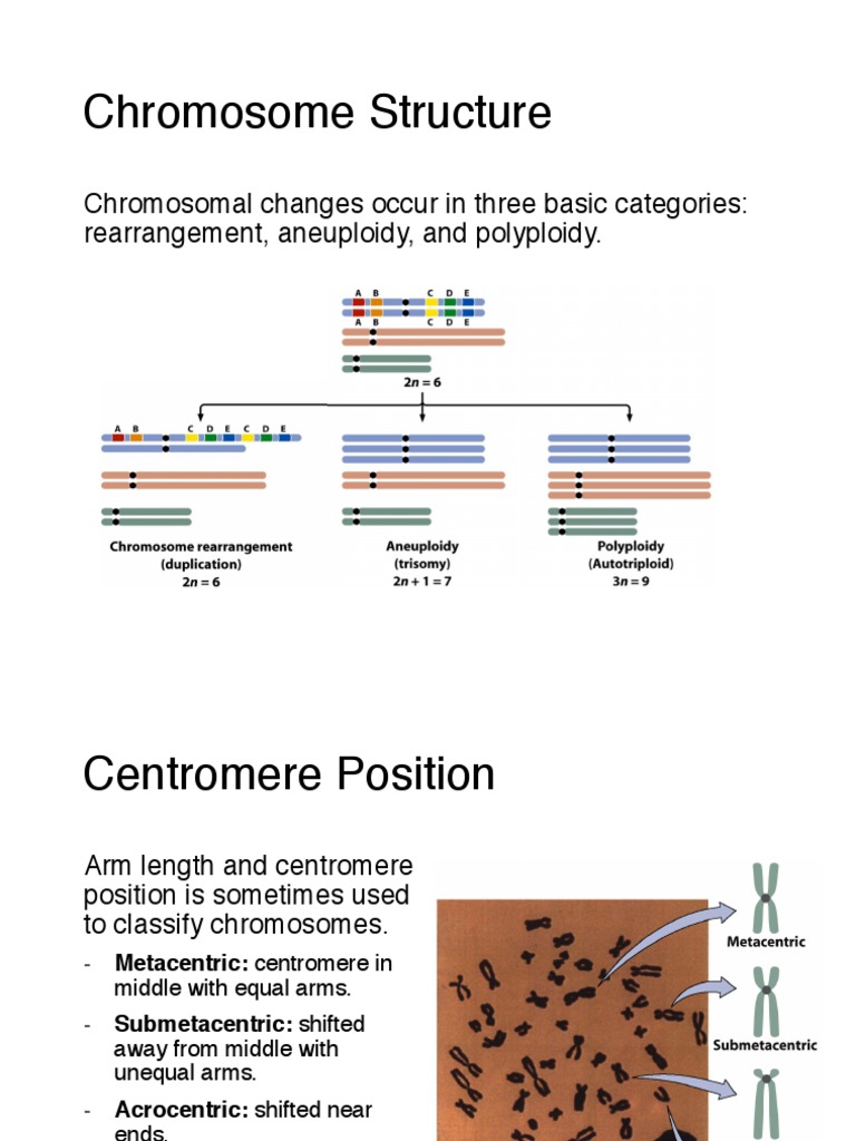 Chromosome Structure: Chromosomal Changes Occur in Three Basic ...