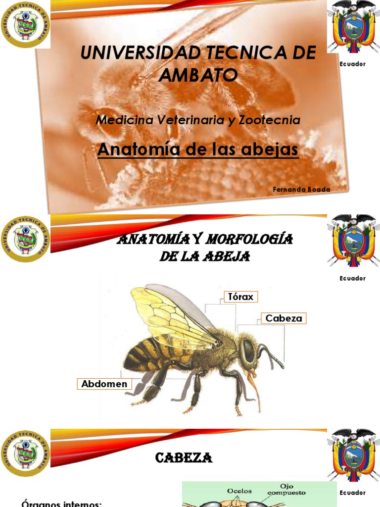 anatomía de las abejas | PDF | Western Honey Bee | Sistema digestivo humano