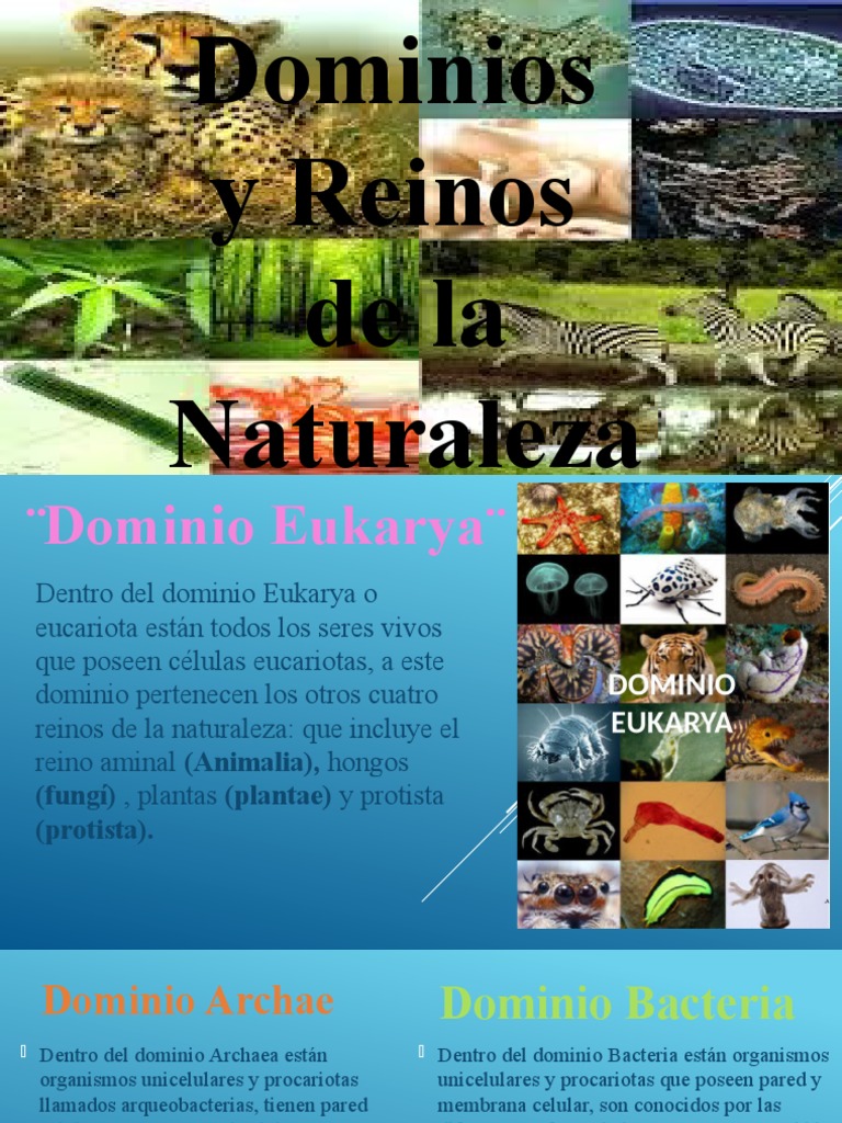 Reino y Dominio | PDF