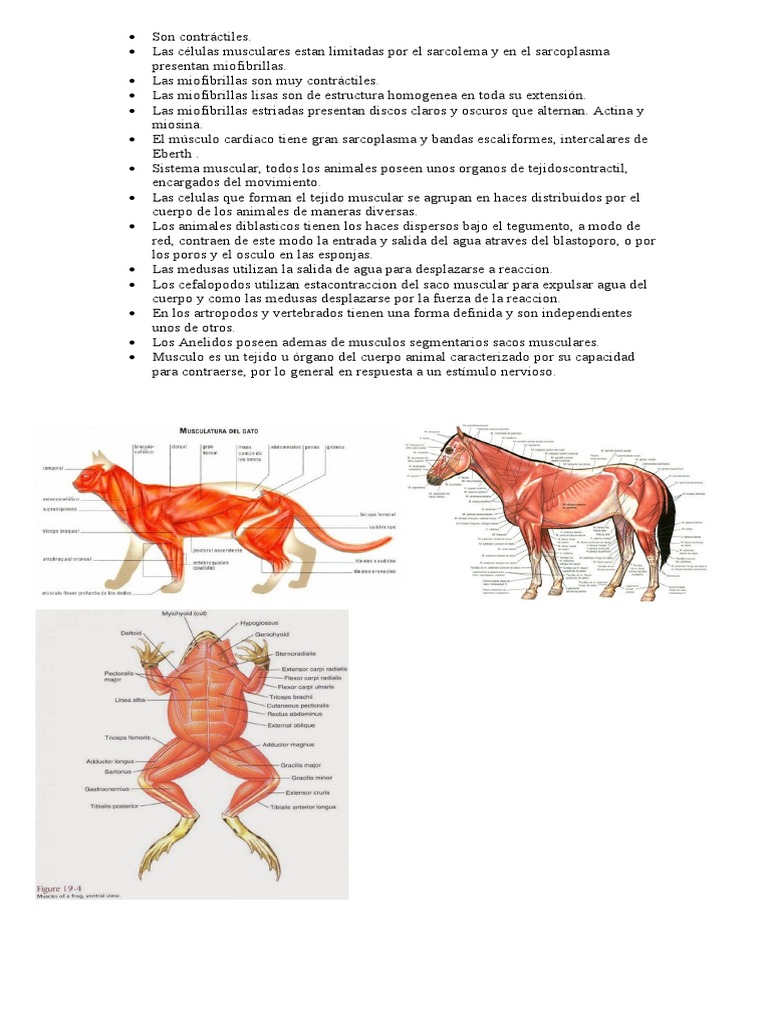 Anatomía Muscular Animal