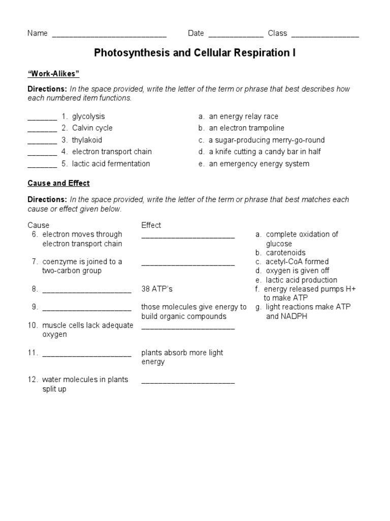 Photosynthesis and Respiration Worksheet | PDF | Cellular Respiration ...