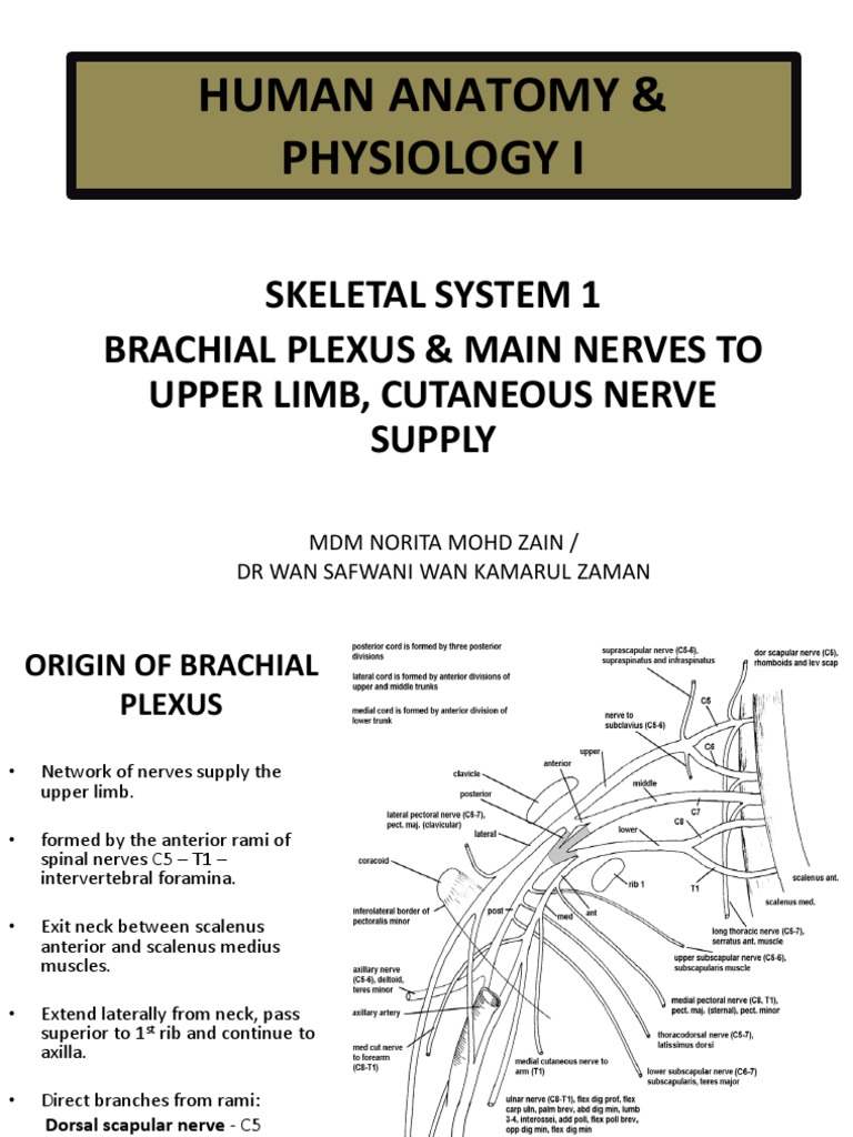 Skeletal System Upper Limb (Nerve Supply) | PDF | Arm | Limbs (Anatomy)