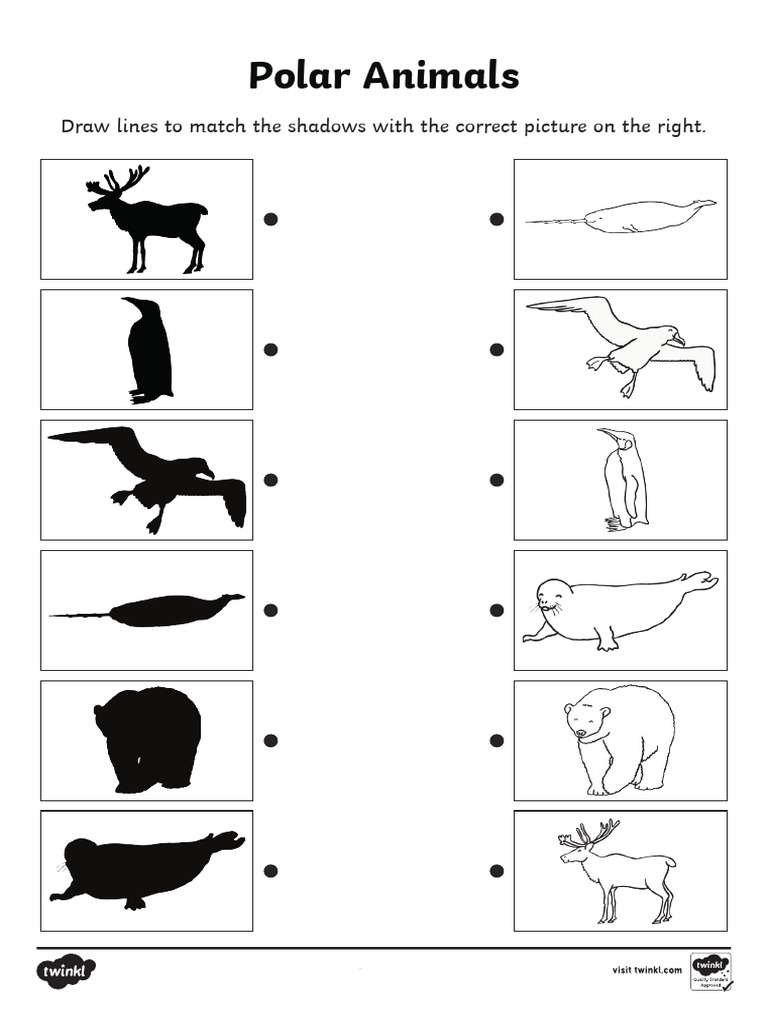 Polar Animals Shadow Matching | PDF