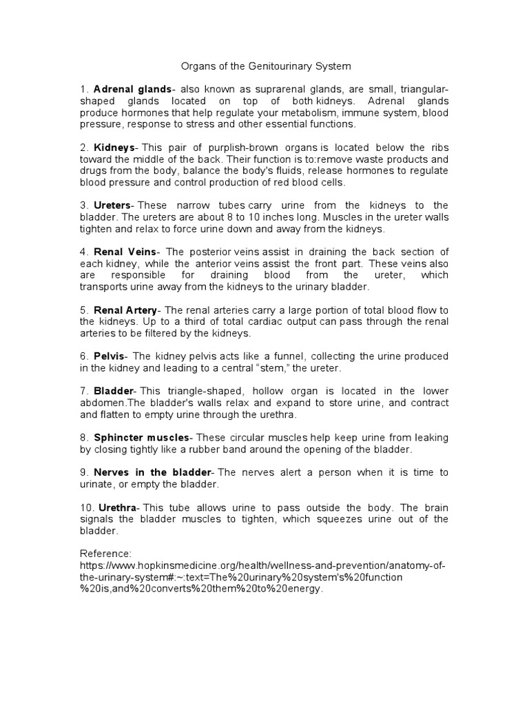 Organs of The Genitourinary System | PDF