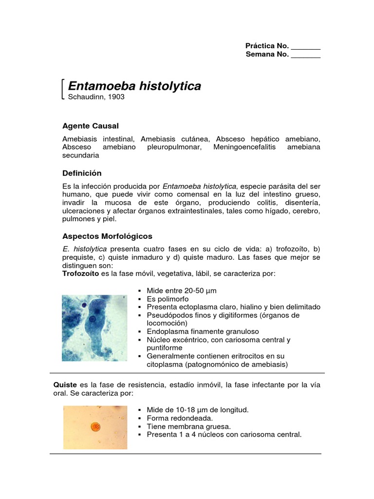 Entamoeba Histolytica Manual | PDF | Sistema digestivo | Microbiología
