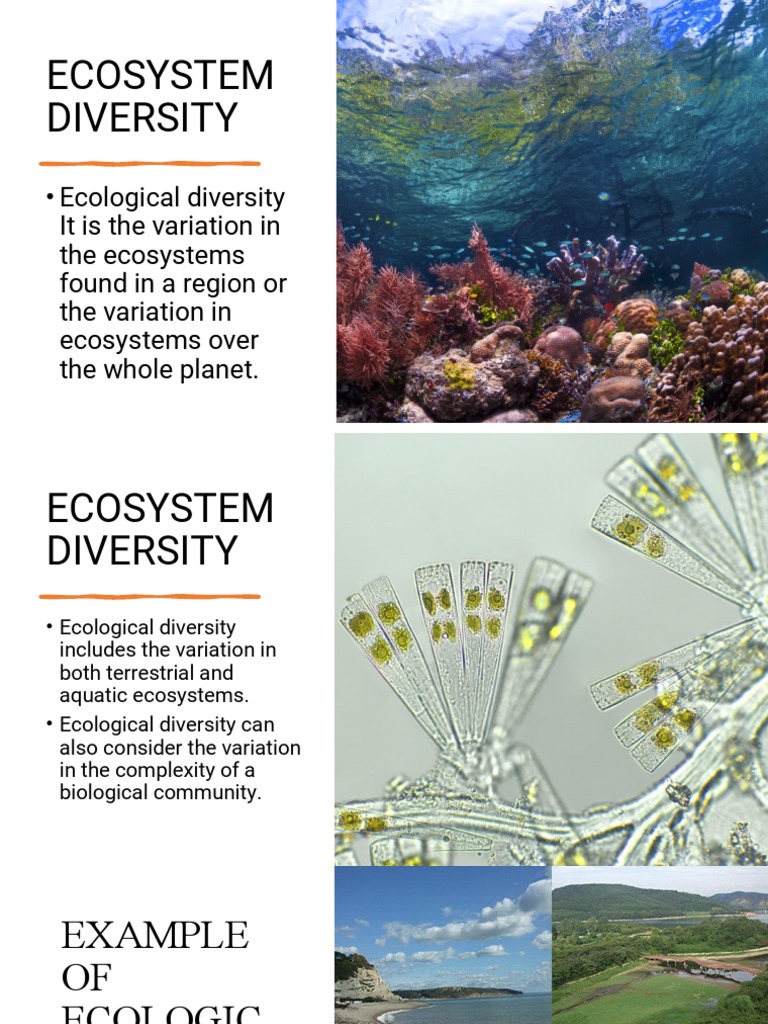 Types of Diversity | PDF | Biodiversity | Ecosystem