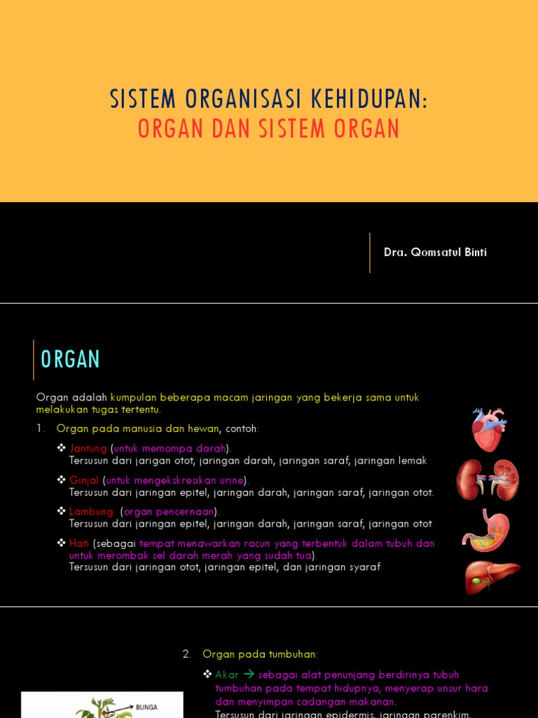 Organ Dan Sistem Organ | PDF