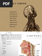 FARINGE y LARINGE - Anatomía II, Veterinaria | PDF | Laringe ...
