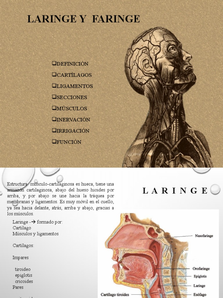 Laringe y Faringe (1) Anatomia | Descargar gratis PDF | Laringe ...