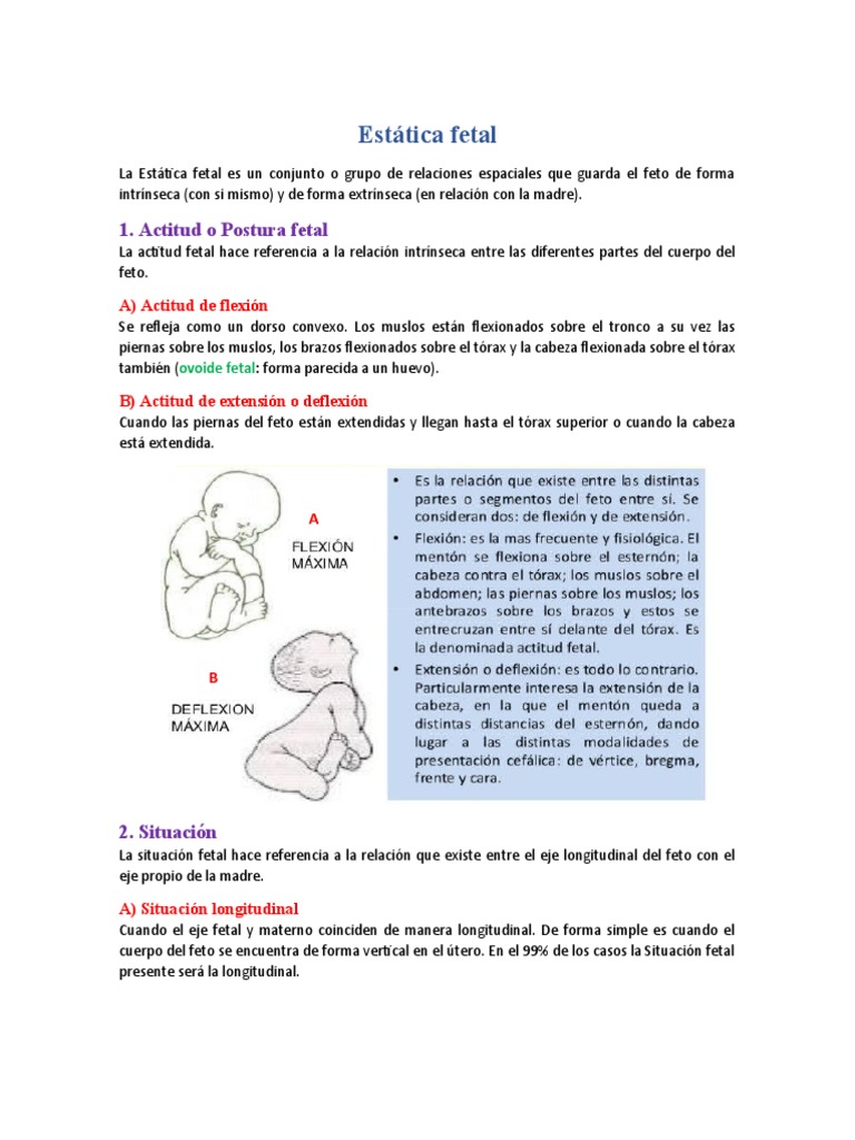 Estática Fetal | PDF | Anatomía humana | Sistema musculoesquelético