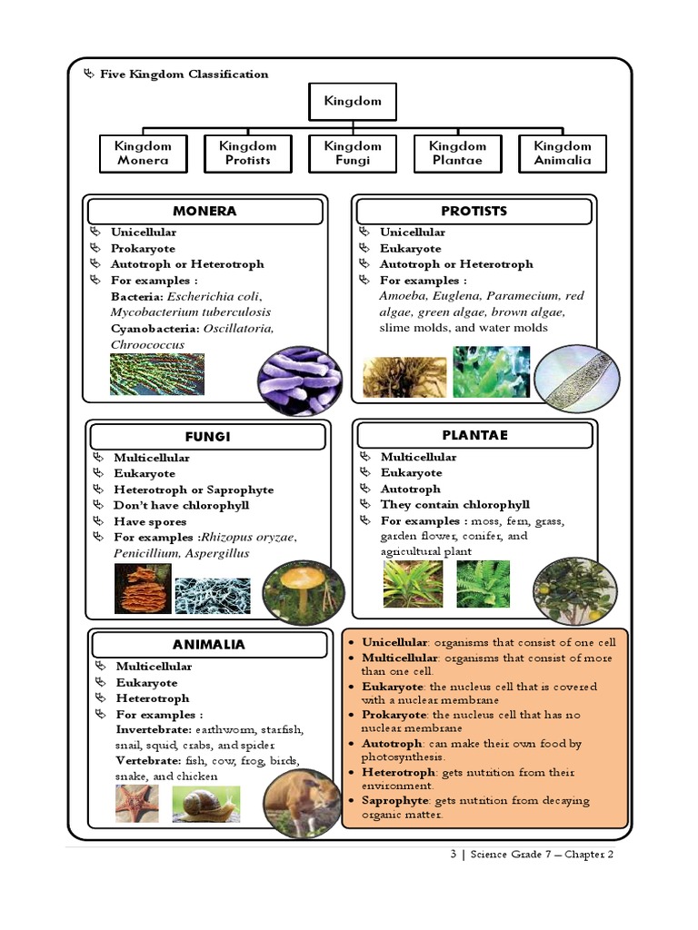 2 Five Kingdom - Classification of Living Things | PDF | Plants | Seed