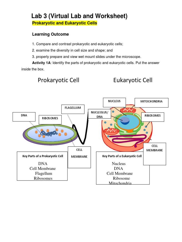 Prokaryotic And Eukaryotic Cells Worksheet