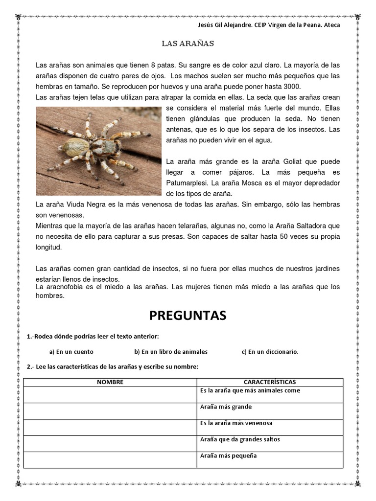 Información sobre las arañas para niños | PDF | Araña | Insectos