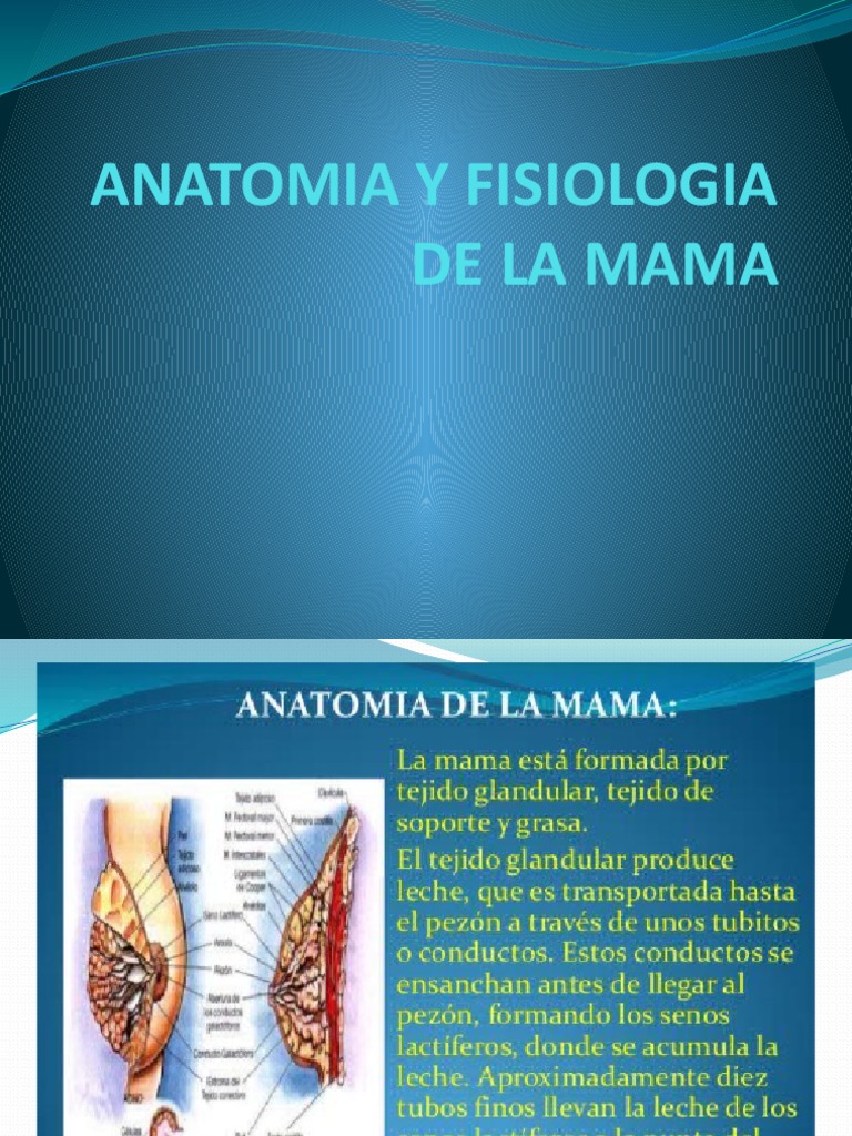Anatomia y Fisiologia de La Mama | PDF