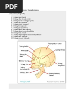 Anatomi Rangka Aksial Dan Apendikular | PDF