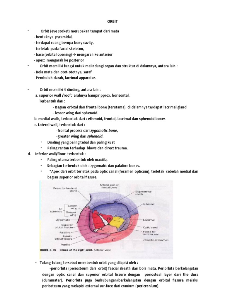 Anatomi dan Fungsi Orbit Mata | PDF