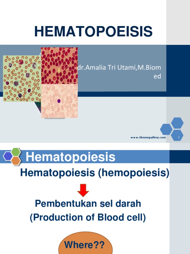 Progenitor Prekursor Sel Darah | PDF