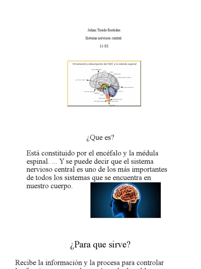 Johan Tirado Bastidas Sistema Nervios Central | PDF | Informática