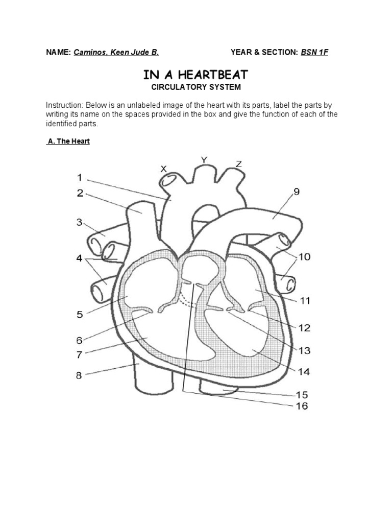 Circulatory System Activity | PDF | Atrium (Heart) | Heart Valve