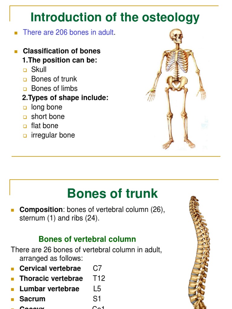 2.bones of Trunk & Limbs | PDF | Vertebra | Vertebral Column