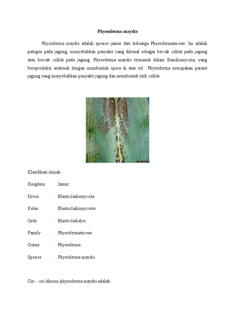 Physoderma Maydis | PDF