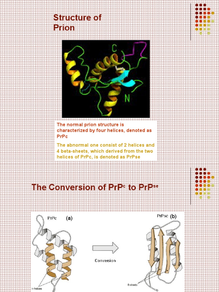 Structure of Prion: The Normal Prion Structure Is Characterized by Four ...