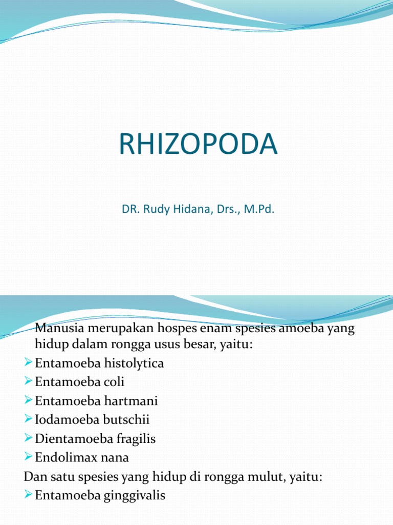 Rhizopoda | PDF