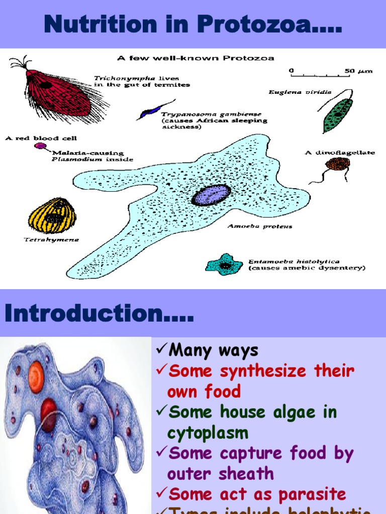 Nutrition in Protozoa | PDF | Protozoa | Cell Biology